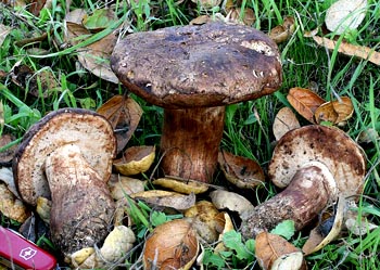 牛肝菌目 Boletales 蓝色动物学